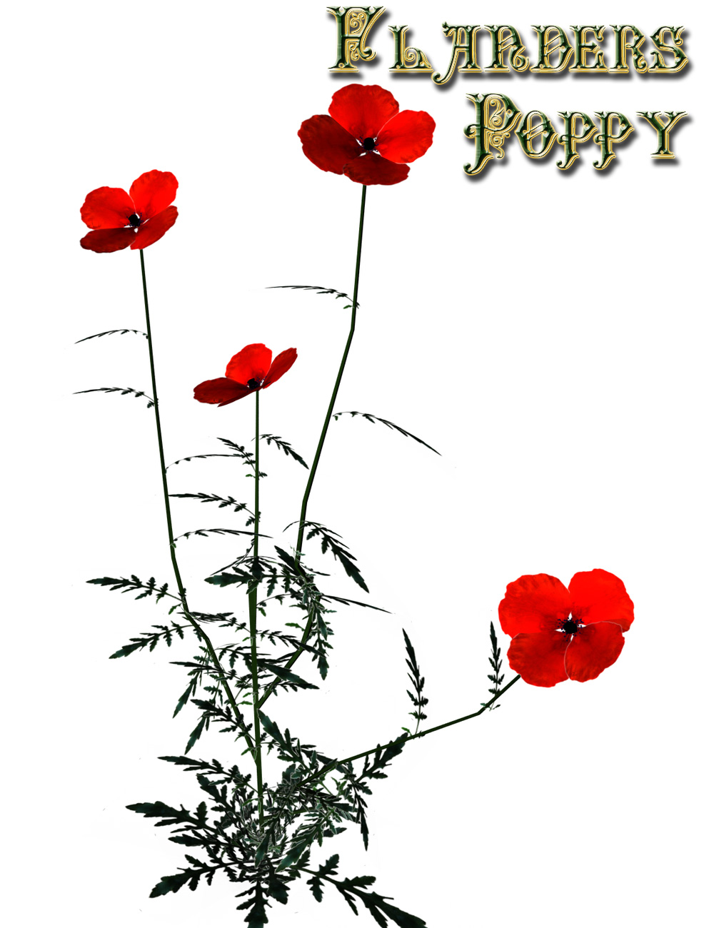 Flanders Poppy (Static TPF Plant for DS and Poser) | Daz 3D