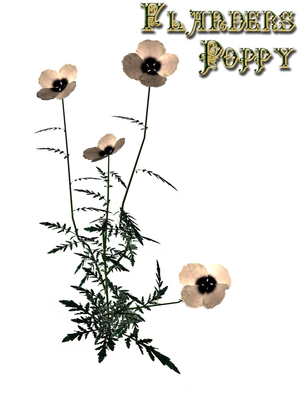 Flanders Poppy (Static TPF Plant for DS and Poser) | Daz 3D