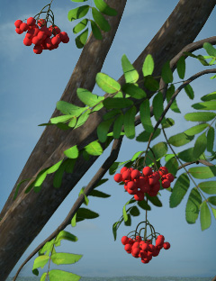 Rowan Trees Megapack | Daz 3D