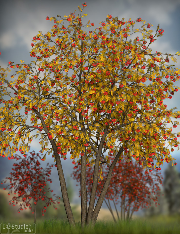Rowan Trees Megapack | Daz 3D