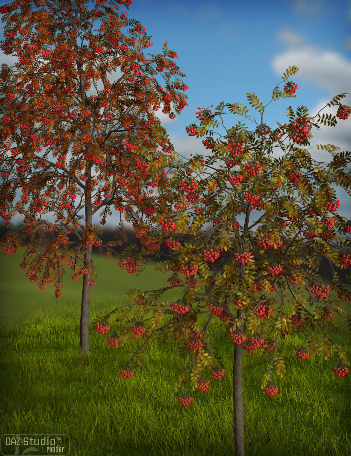 Rowan Trees Megapack | Daz 3D