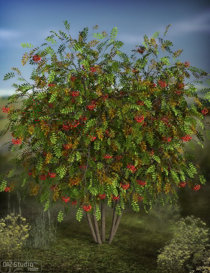 Rowan Trees Megapack | Daz 3D