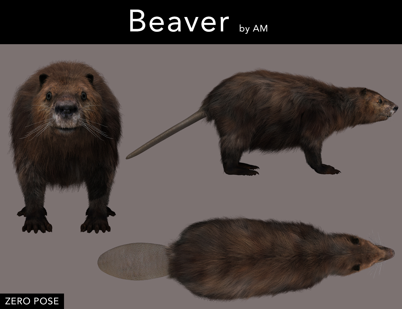 Beaver by AM | Daz 3D