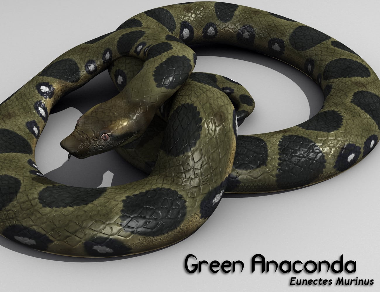 The Constrictor | Daz 3D