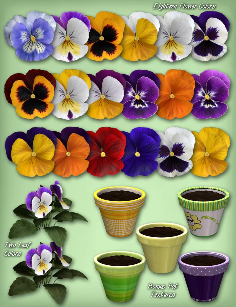 Pansies | Daz 3D