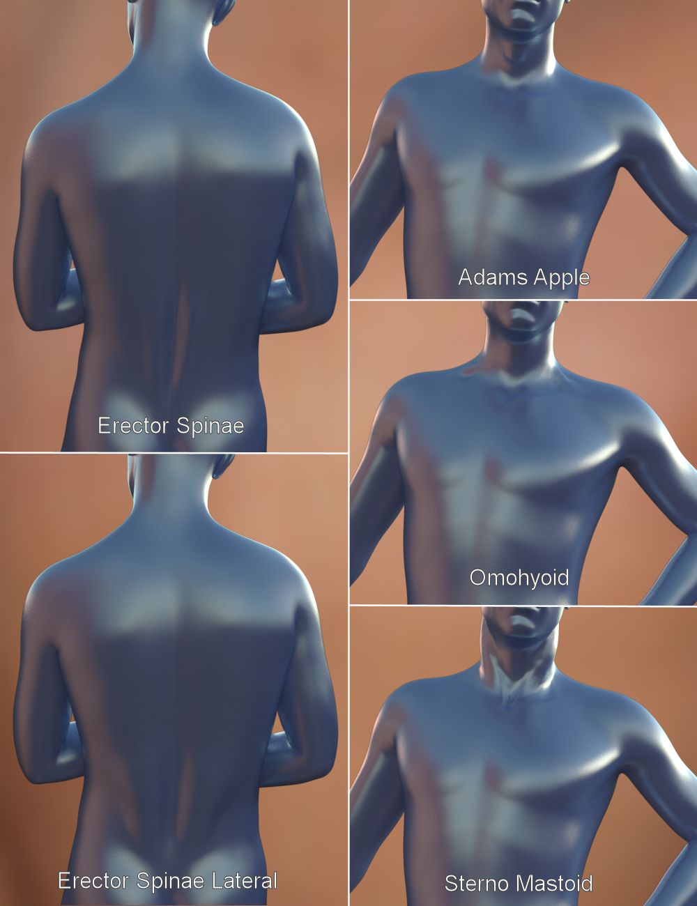 Musculature HD Morphs for Genesis 3 Male(s) | Daz 3D