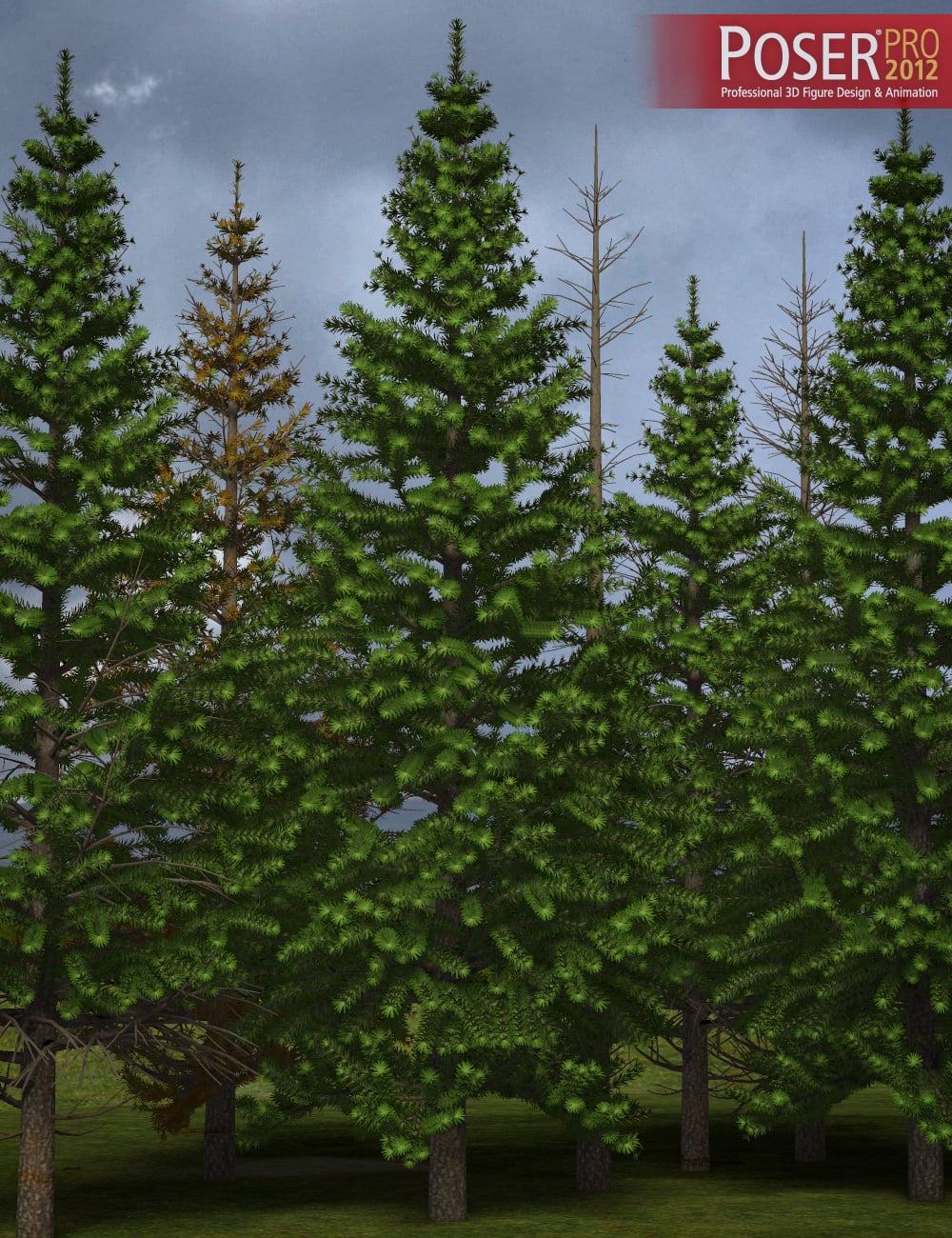 Evergreen Fir Trees | Daz 3D