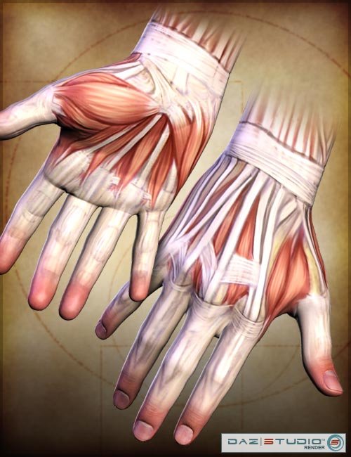 Michael 3 & David Muscle Maps | Daz 3D