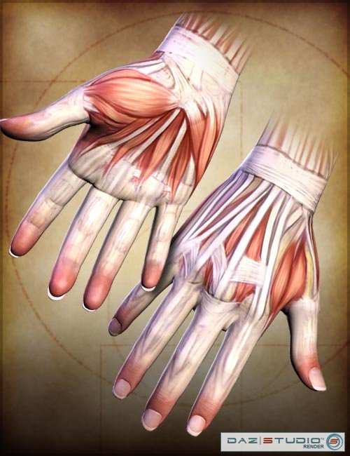 Millennium Muscle Maps | Daz 3D