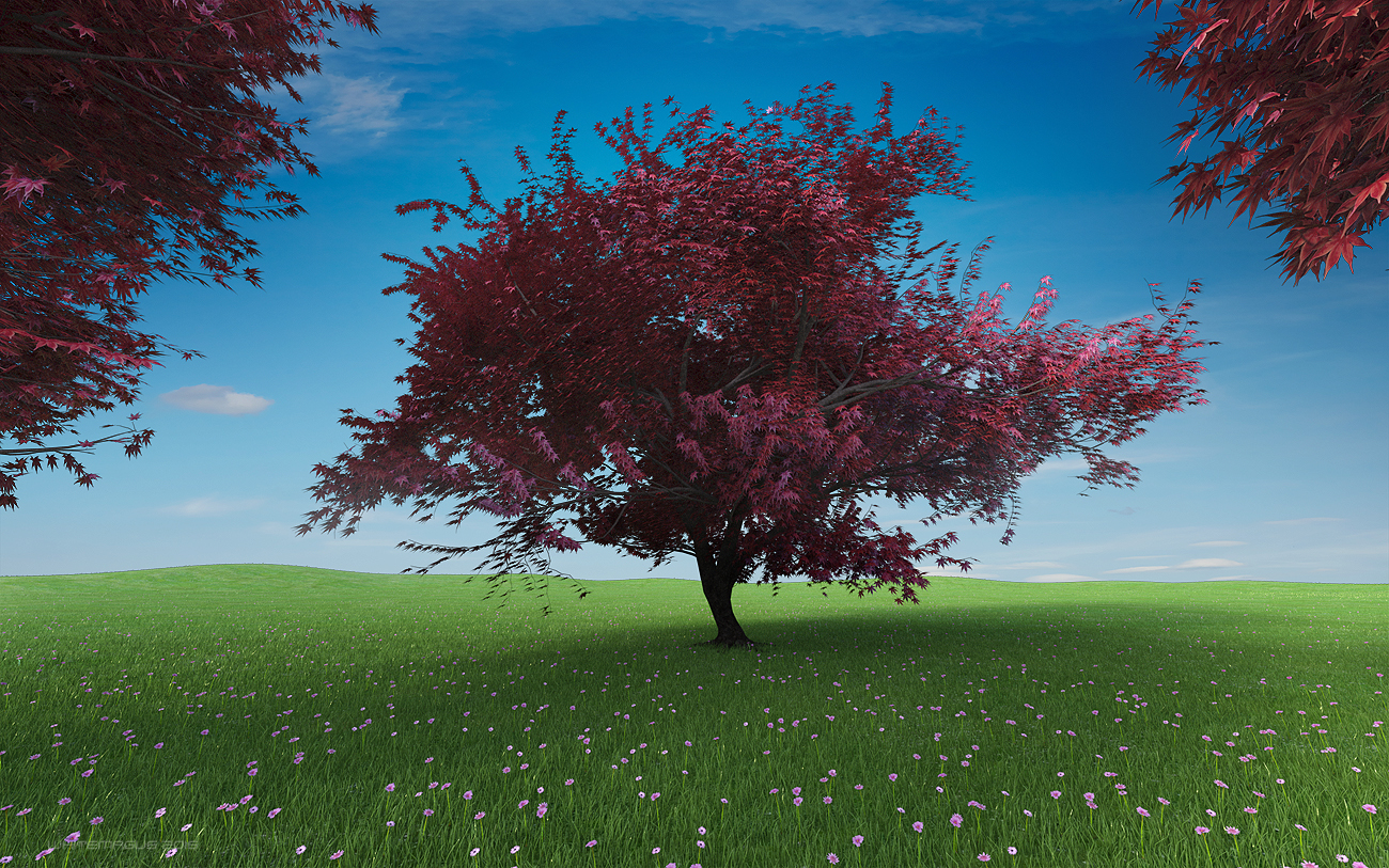 Momiji Trees Extreme Detail | Daz 3D
