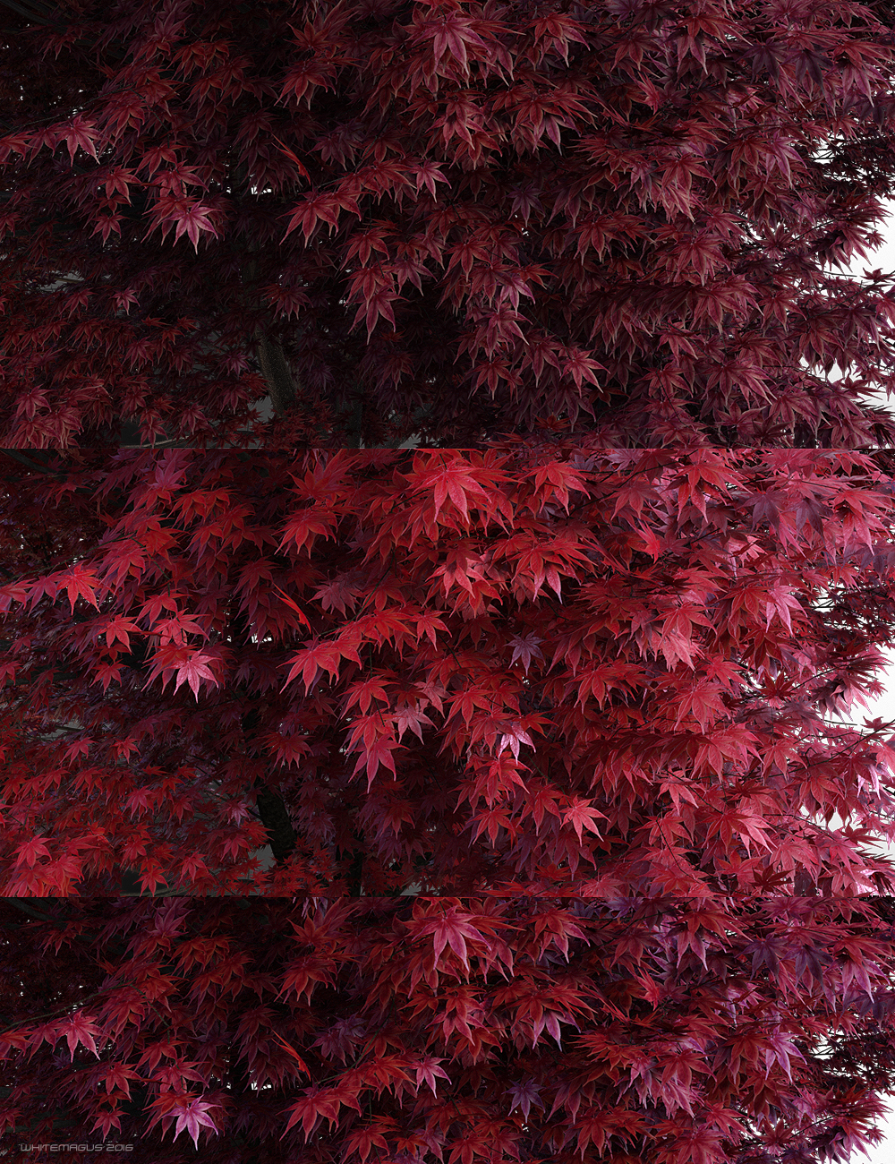 Momiji Trees Extreme Detail | Daz 3D