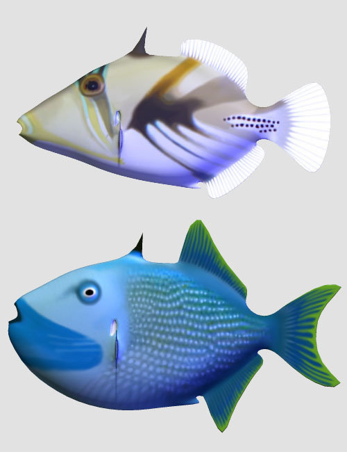 Trigger Fish | Daz 3D