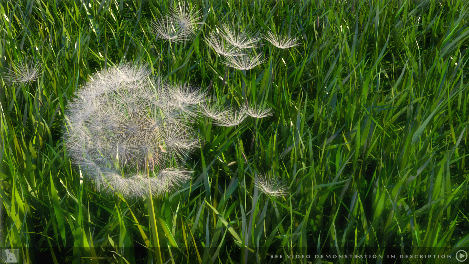 iREAL Animated Dandelion | Daz 3D