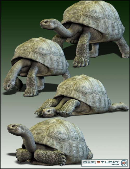 Galapagos Tortoise | Daz 3D