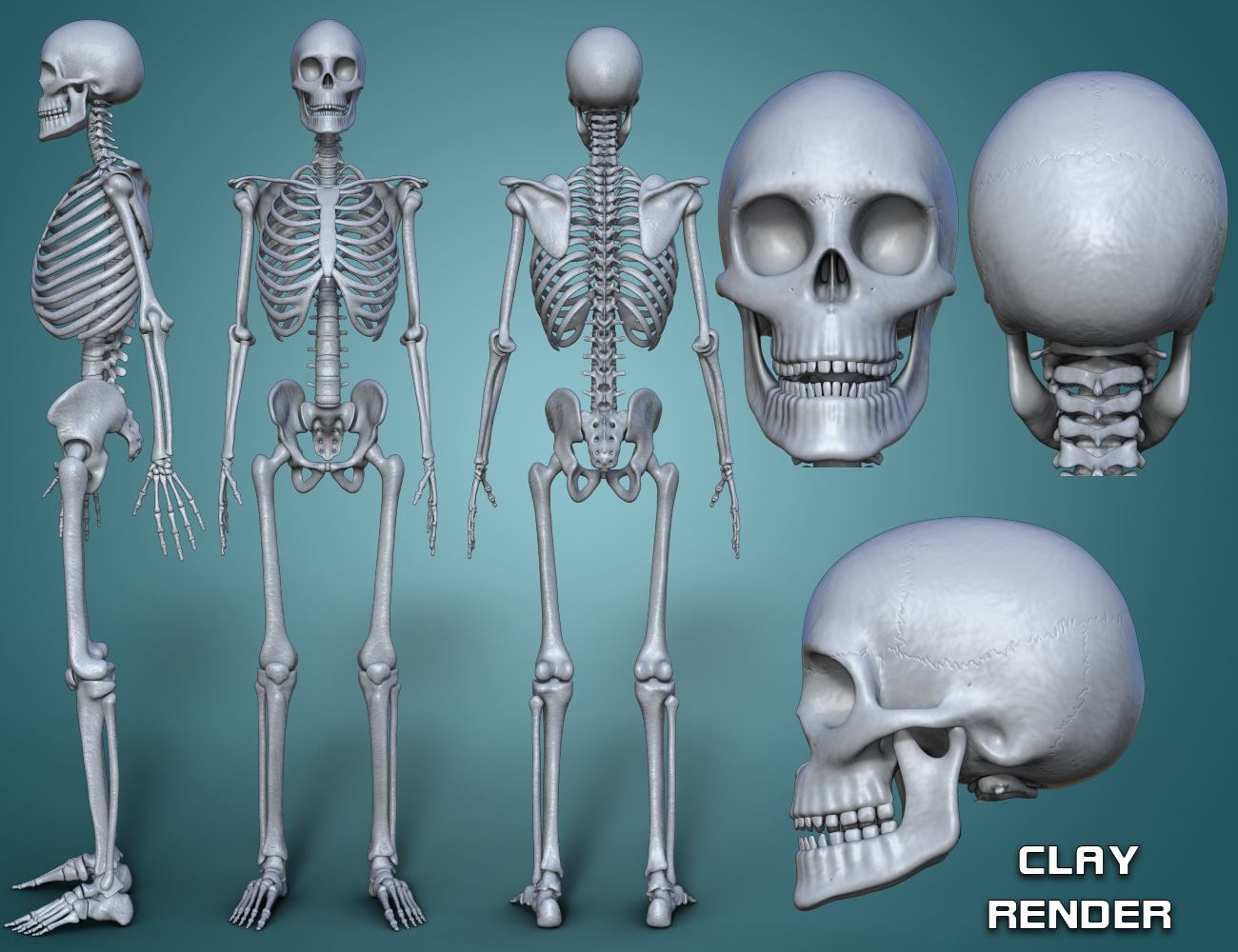 Midnight Skeleton | Daz 3D