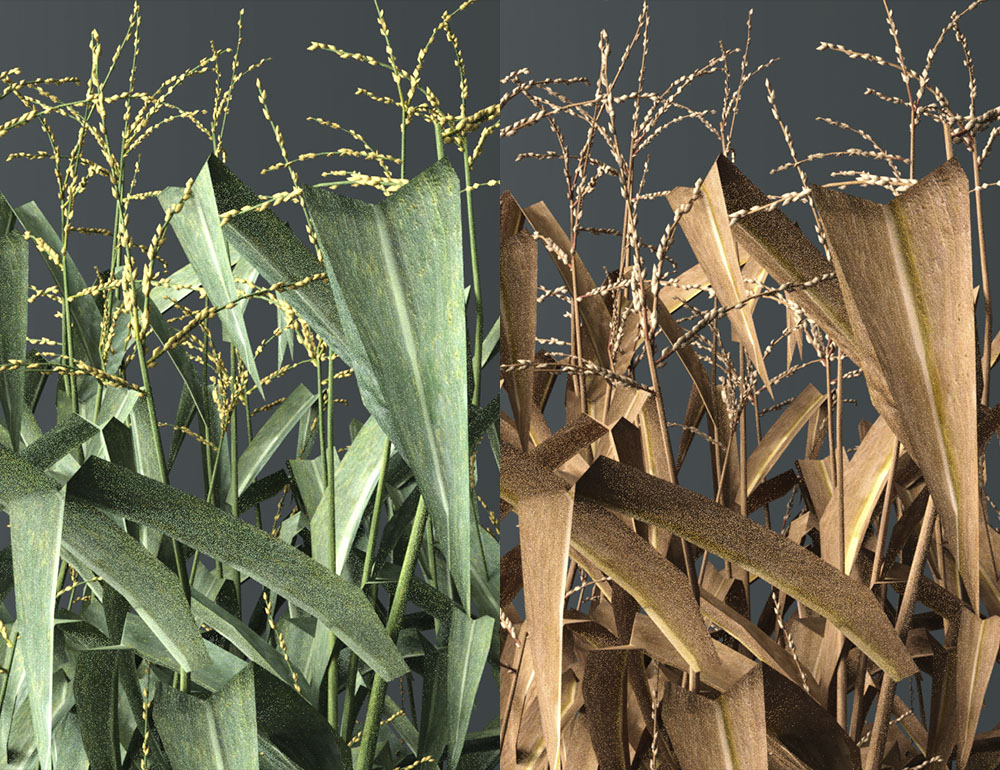 Corn Stalks and Fields | Daz 3D