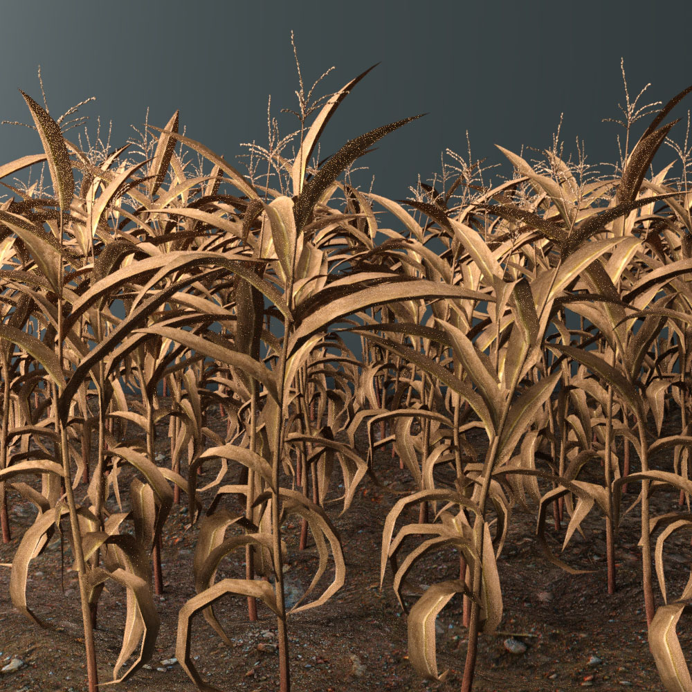 Corn Stalks and Fields | Daz 3D