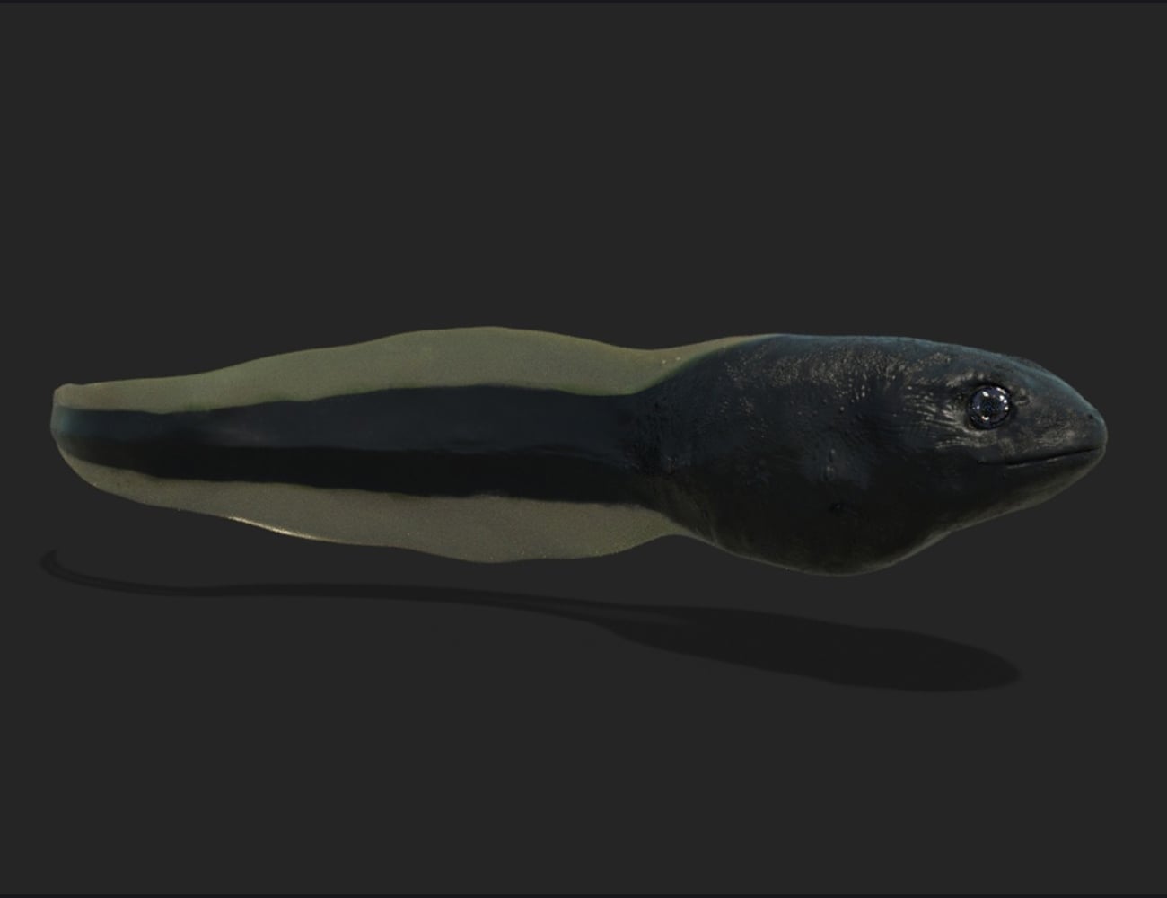 Amazon Tree Frogs and Tadpole | Daz 3D