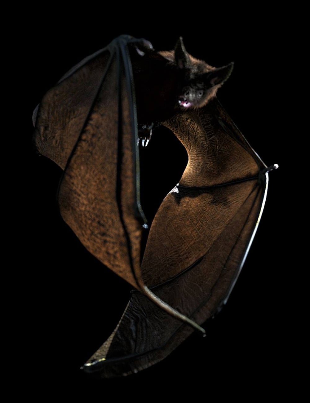 Vampire Bat by AM | Daz 3D