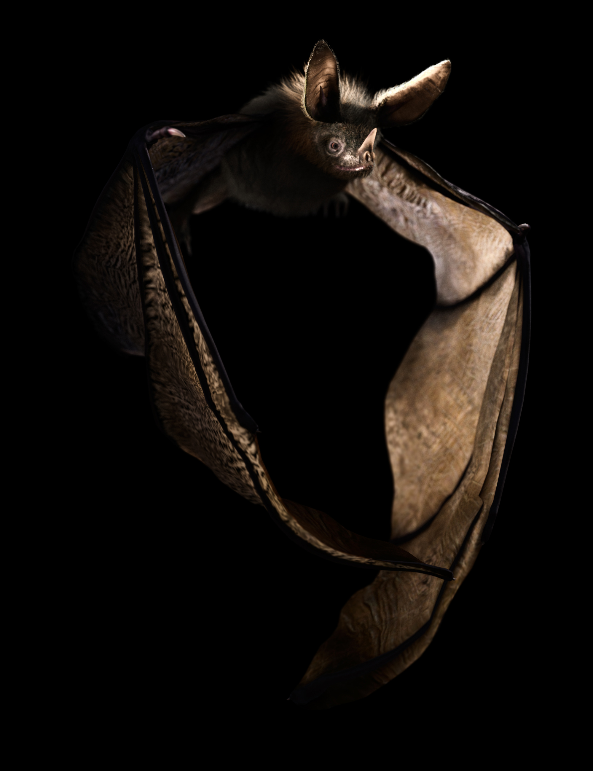Vampire Bat by AM | Daz 3D