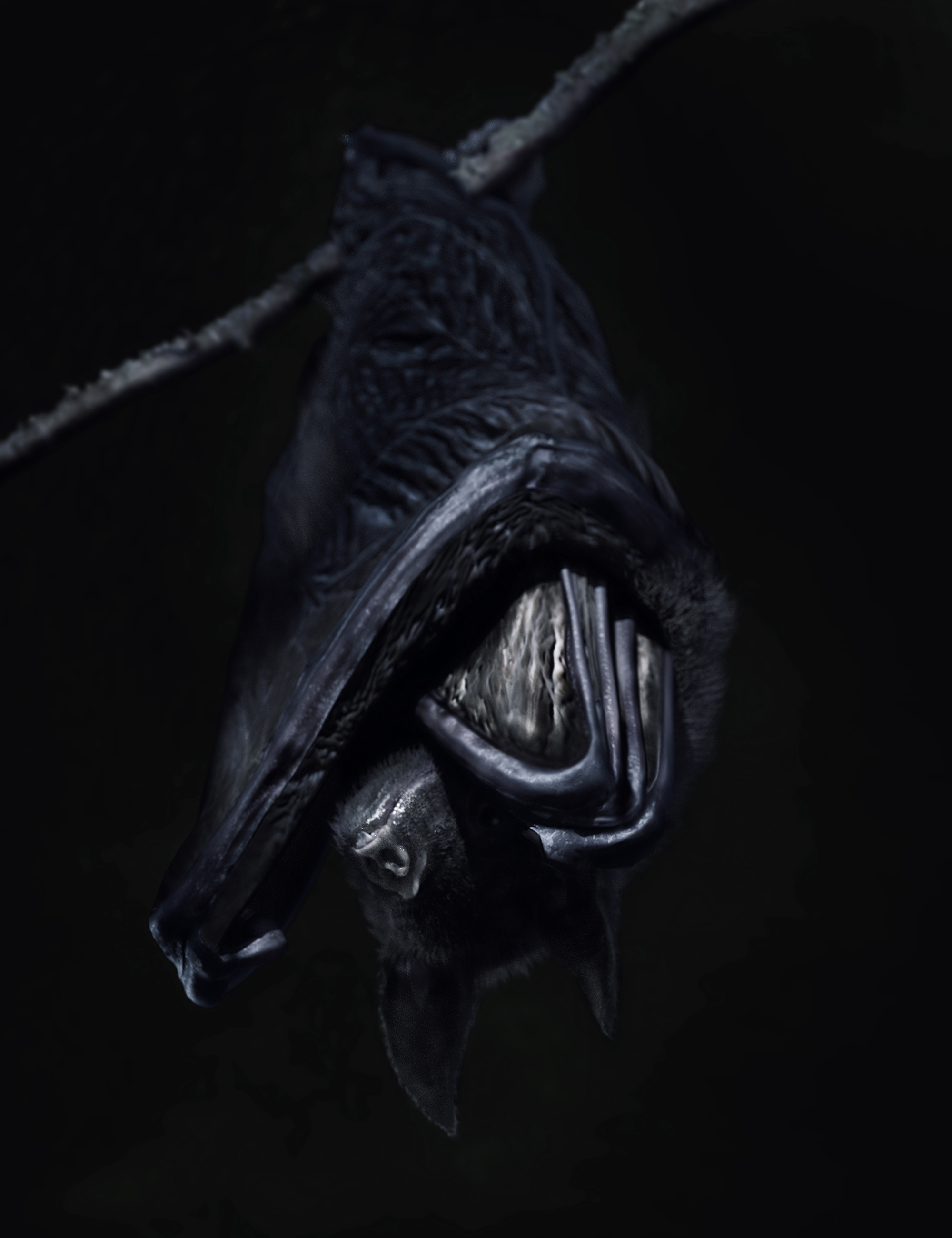 Vampire Bat by AM | Daz 3D