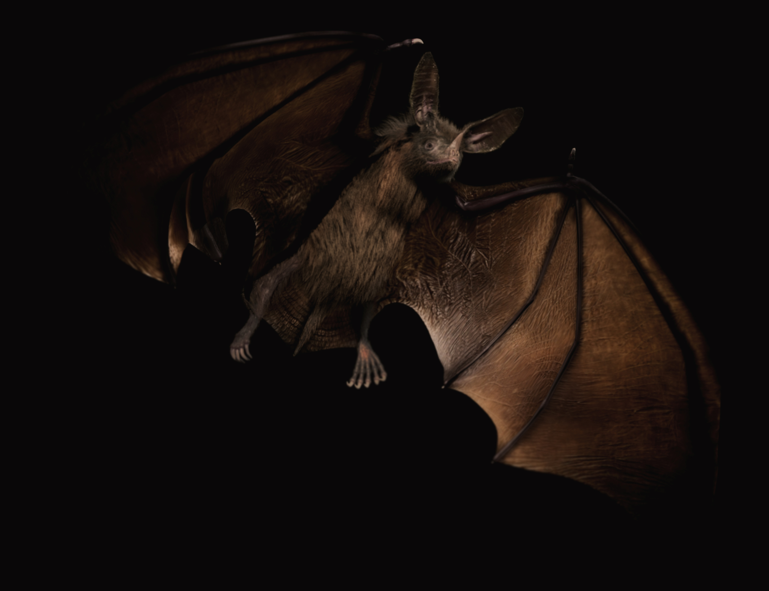 Vampire Bat by AM | Daz 3D