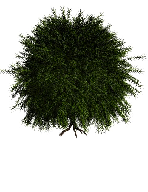 Clay's Tree Presets | Daz 3D
