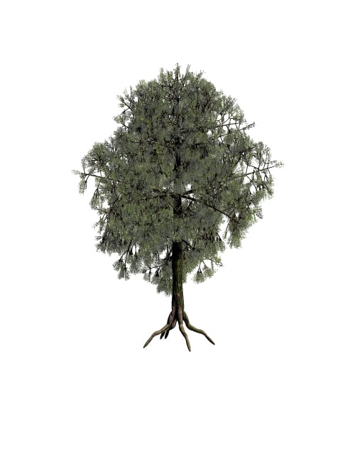 Clay's Tree Presets | Daz 3D