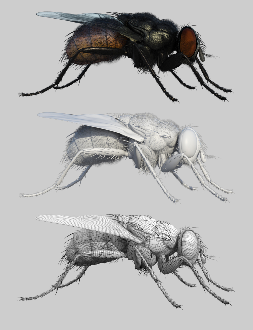 Housefly by AM | Daz 3D