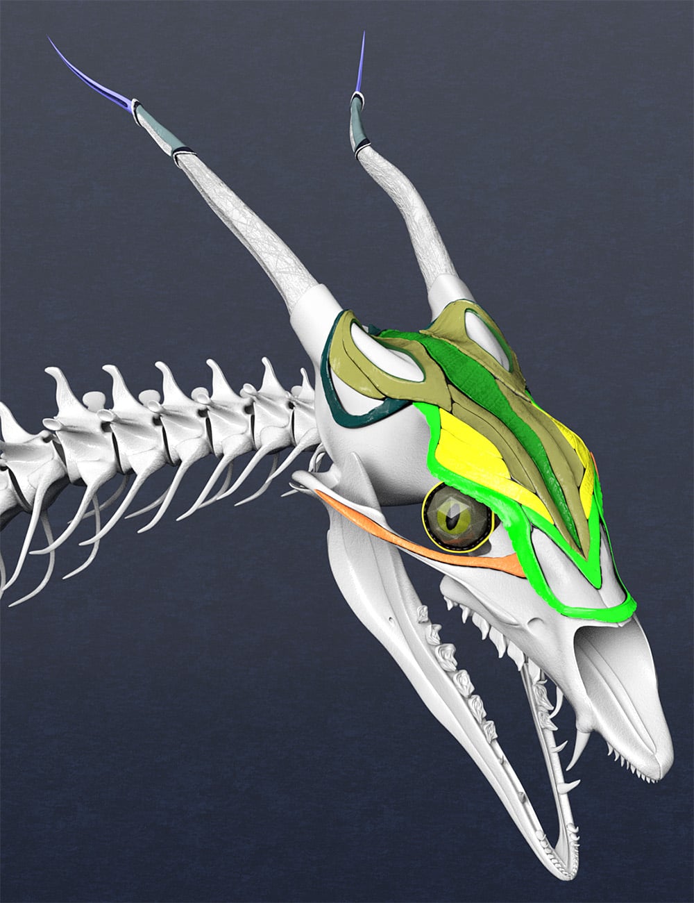 dForce Dragon Wraith Skeleton and Accessories | Daz 3D