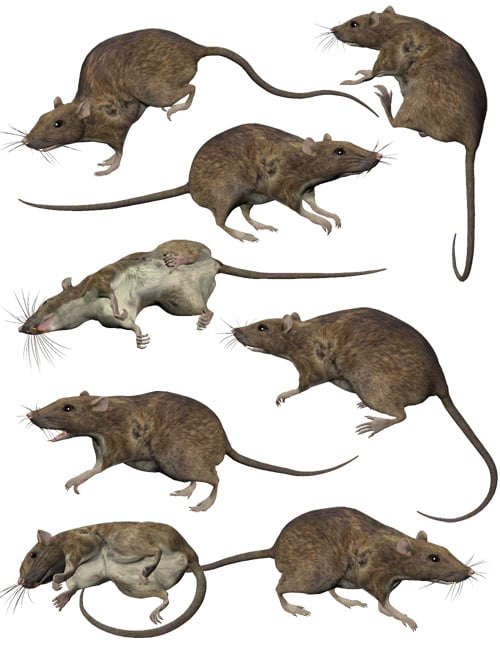 Noggin's Rat | Daz 3D