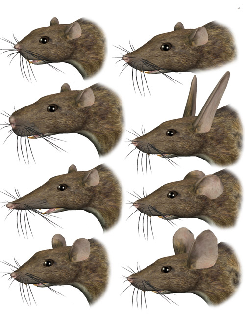 Noggin's Rat | Daz 3D
