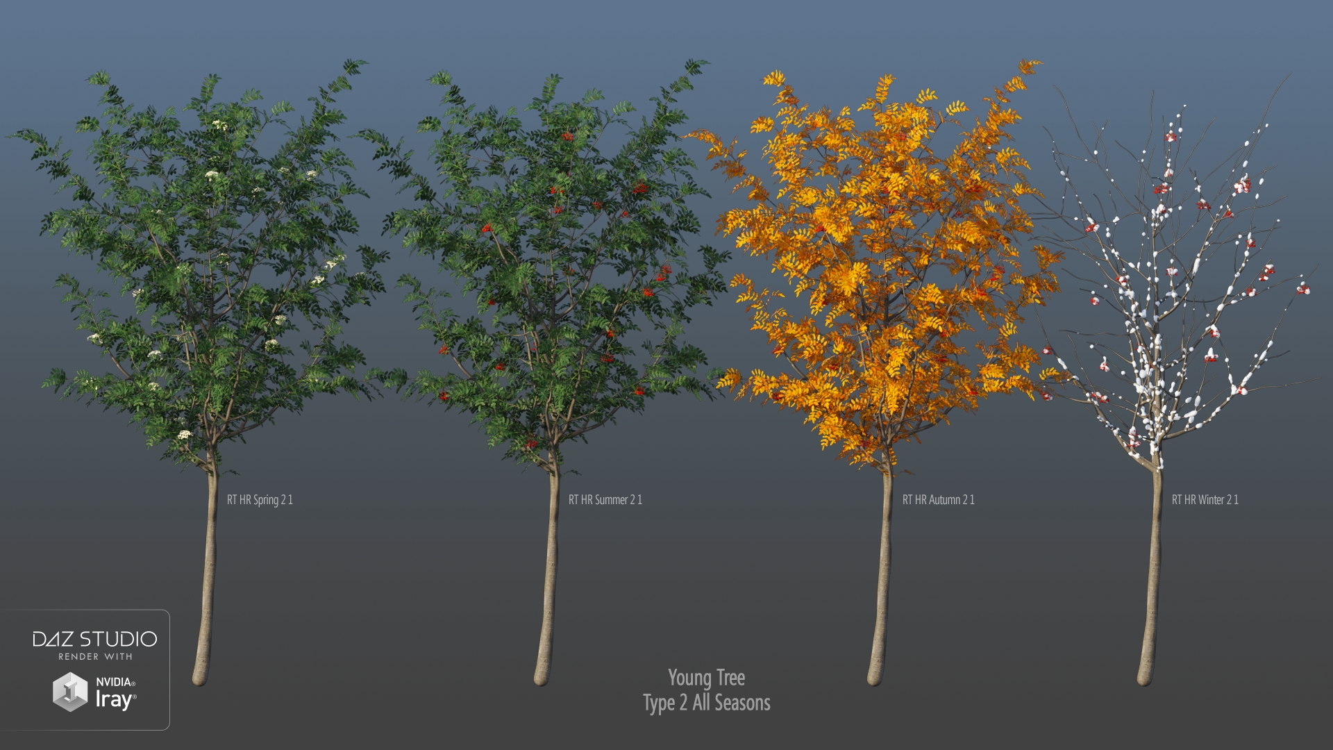 Rowan Tree | Daz 3D