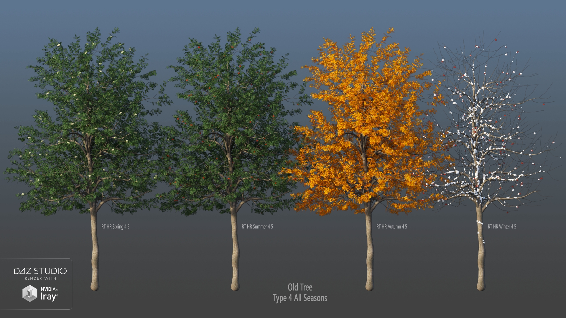 Rowan Tree | Daz 3D