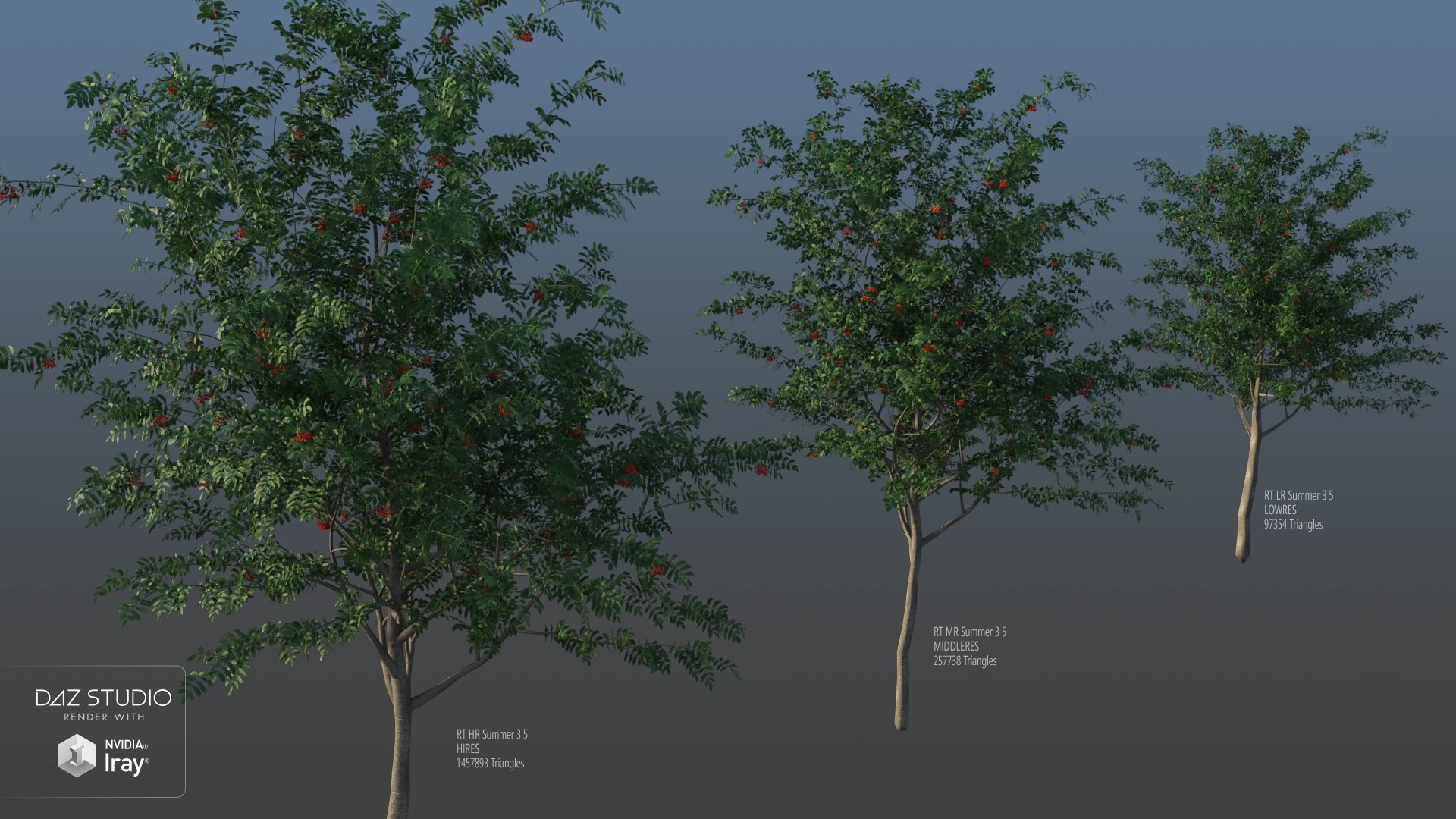 Rowan Tree | Daz 3D