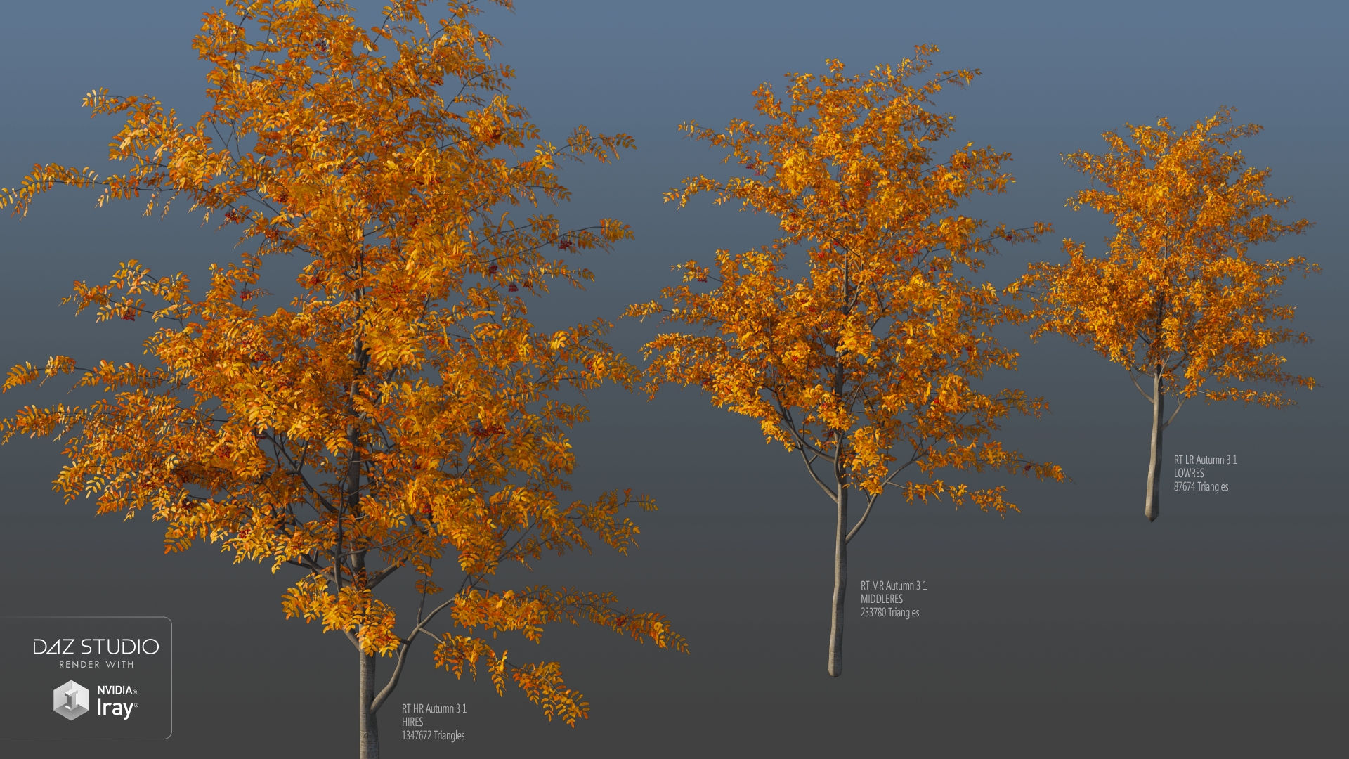 Rowan Tree | Daz 3D