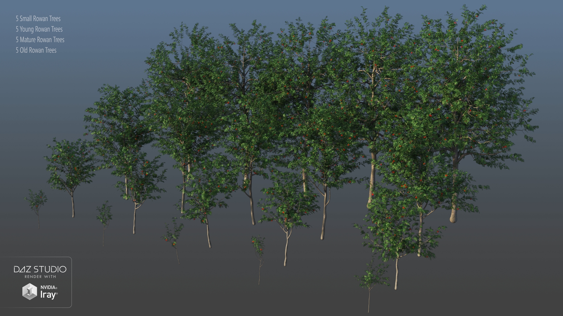 Rowan Tree | Daz 3D