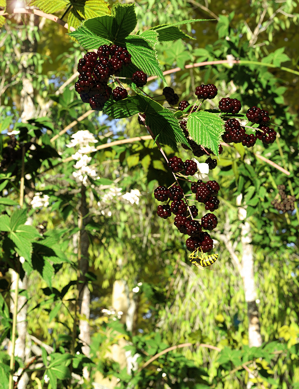 Bramble Blackberry And Briar Plants For Daz Studio And Iray Daz 3D Bramble Blackberry And Briar Plants For Daz Studio And Iray Daz 3D