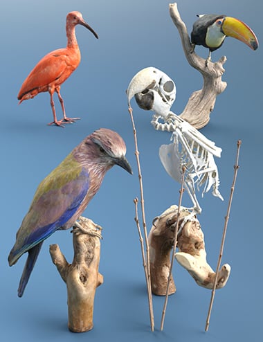 4 Bird Props | Daz 3D