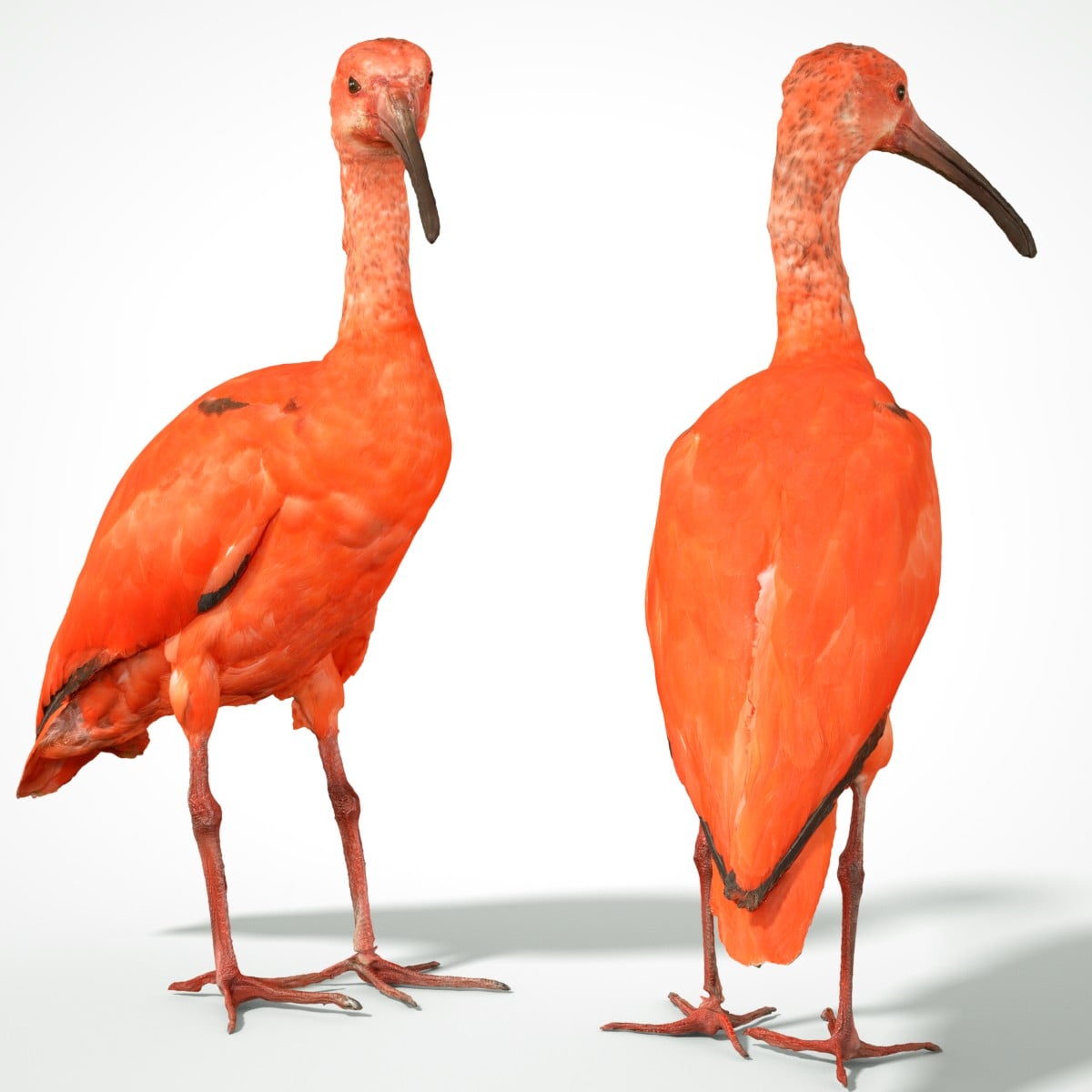 4 Bird Props | Daz 3D