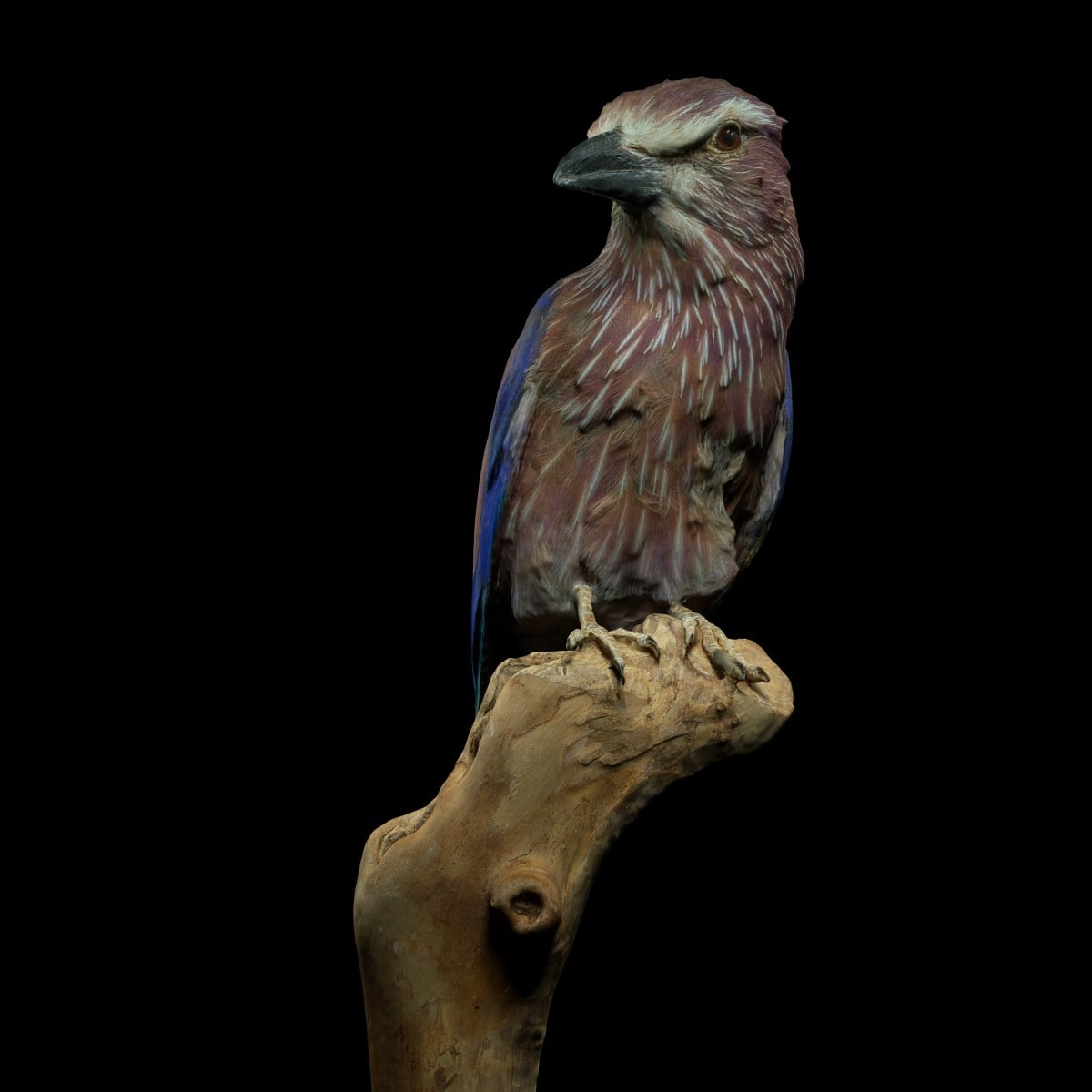 4 Bird Props | Daz 3D