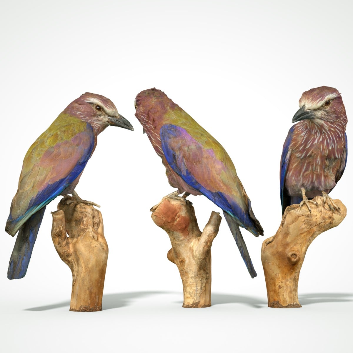 4 Bird Props | Daz 3D