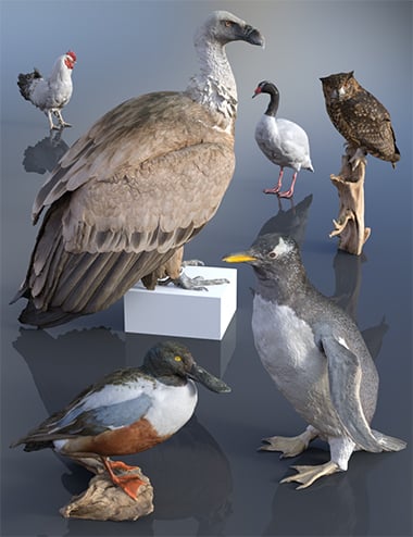 6 Bird Props | Daz 3D