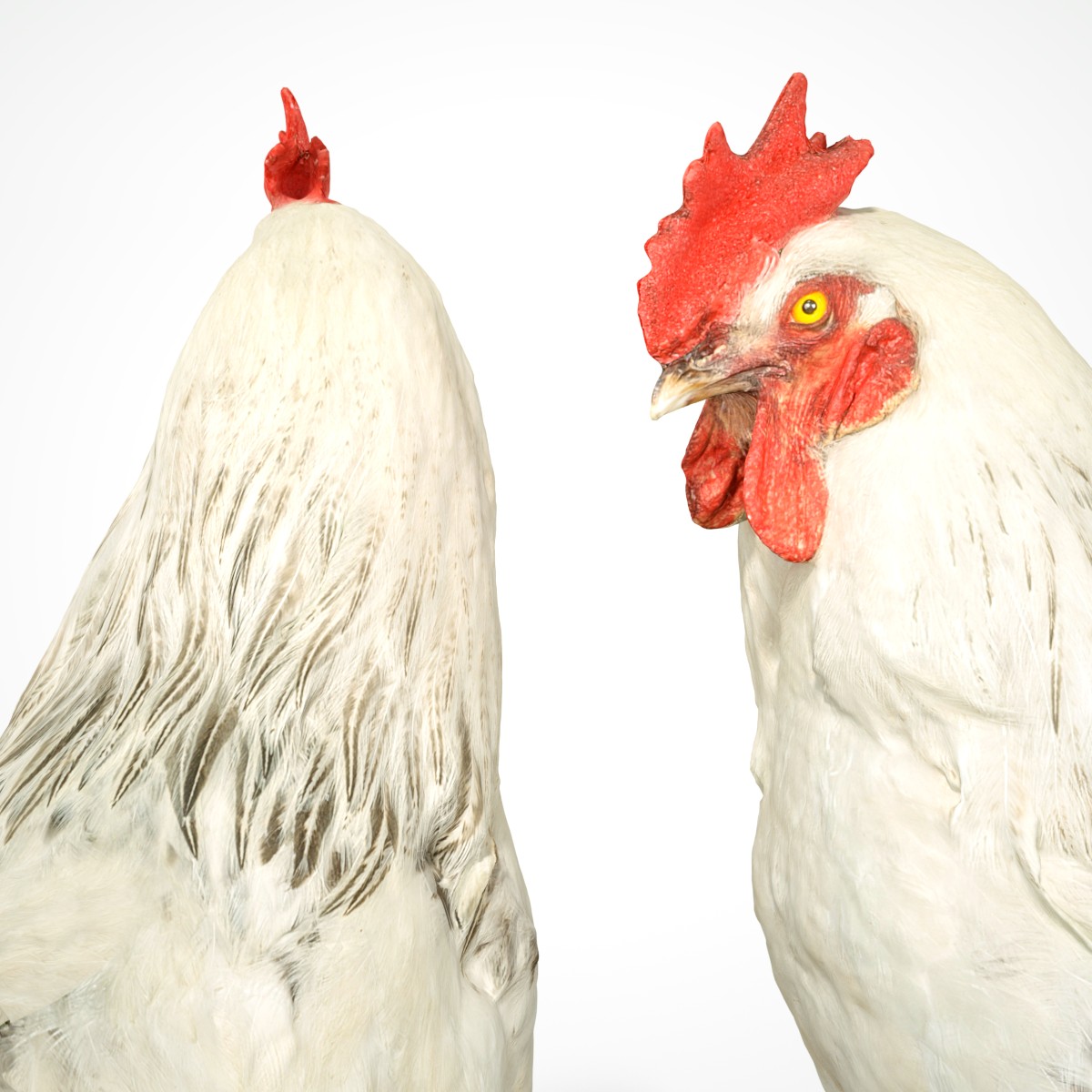 6 Bird Props | Daz 3D