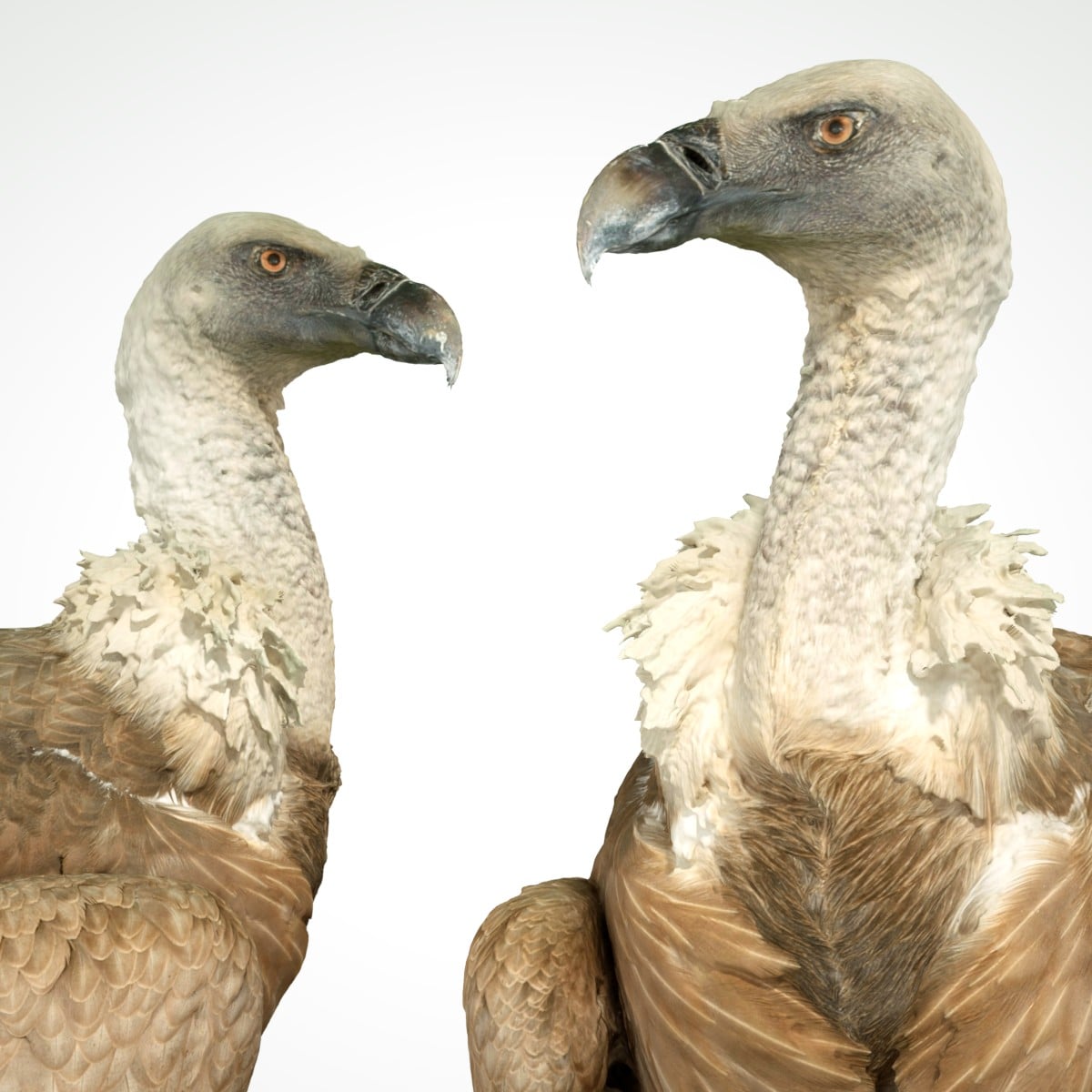6 Bird Props | Daz 3D