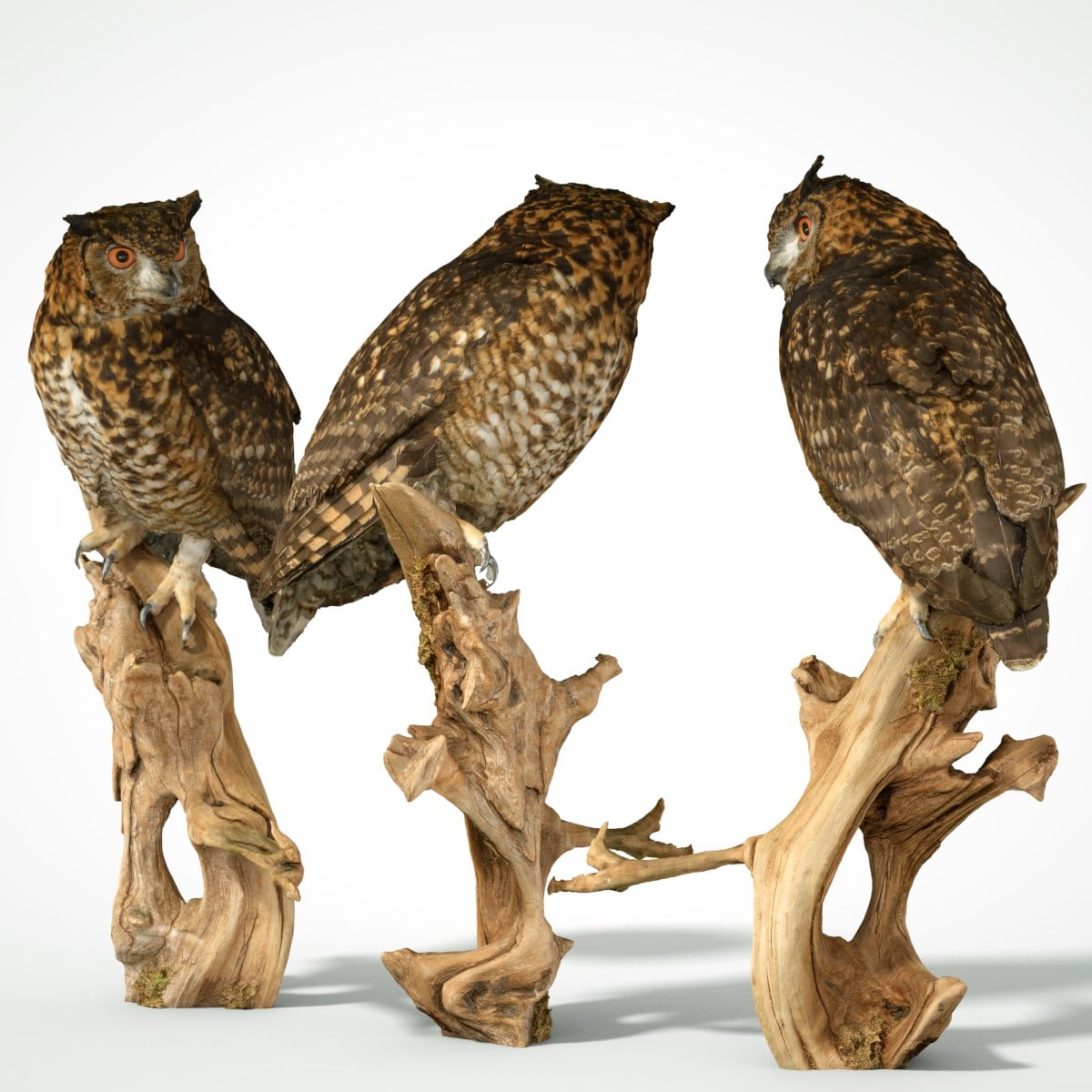 6 Bird Props | Daz 3D