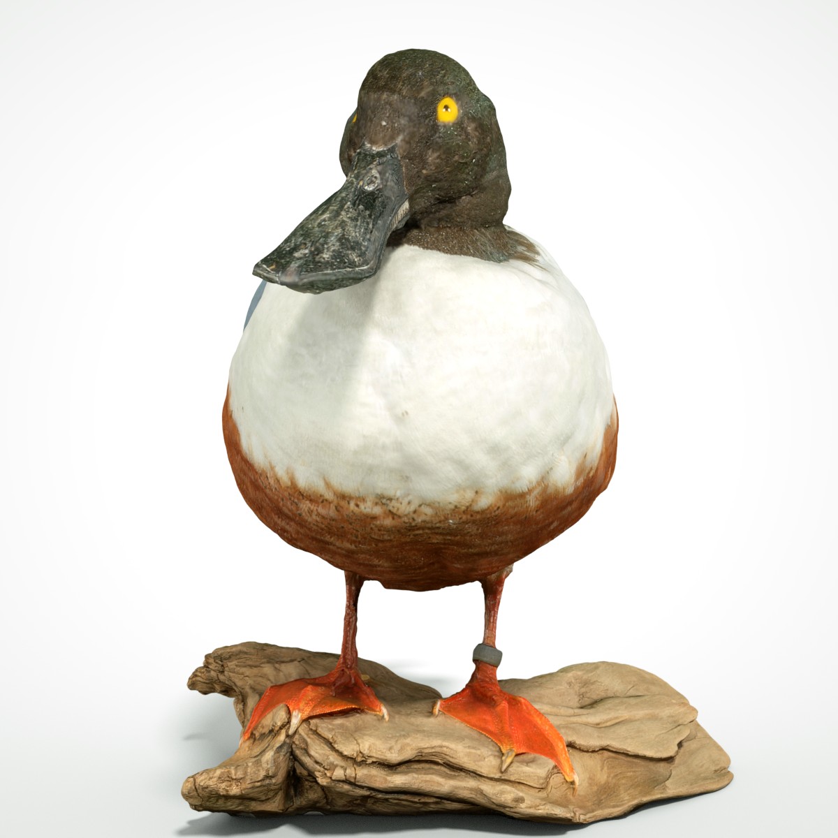 6 Bird Props | Daz 3D