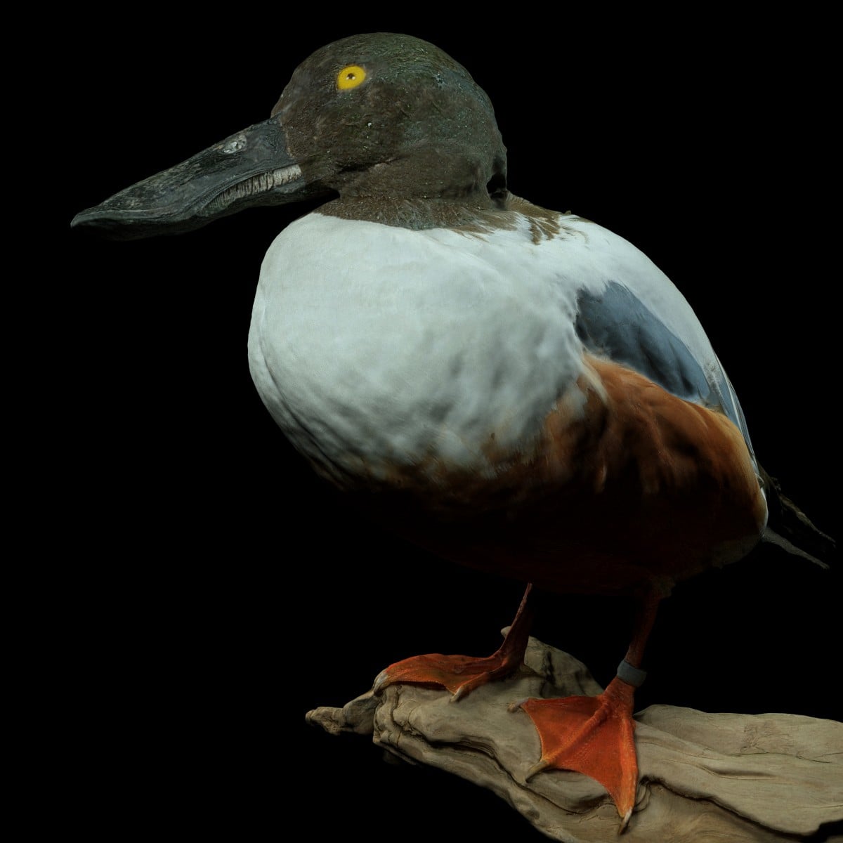 6 Bird Props | Daz 3D