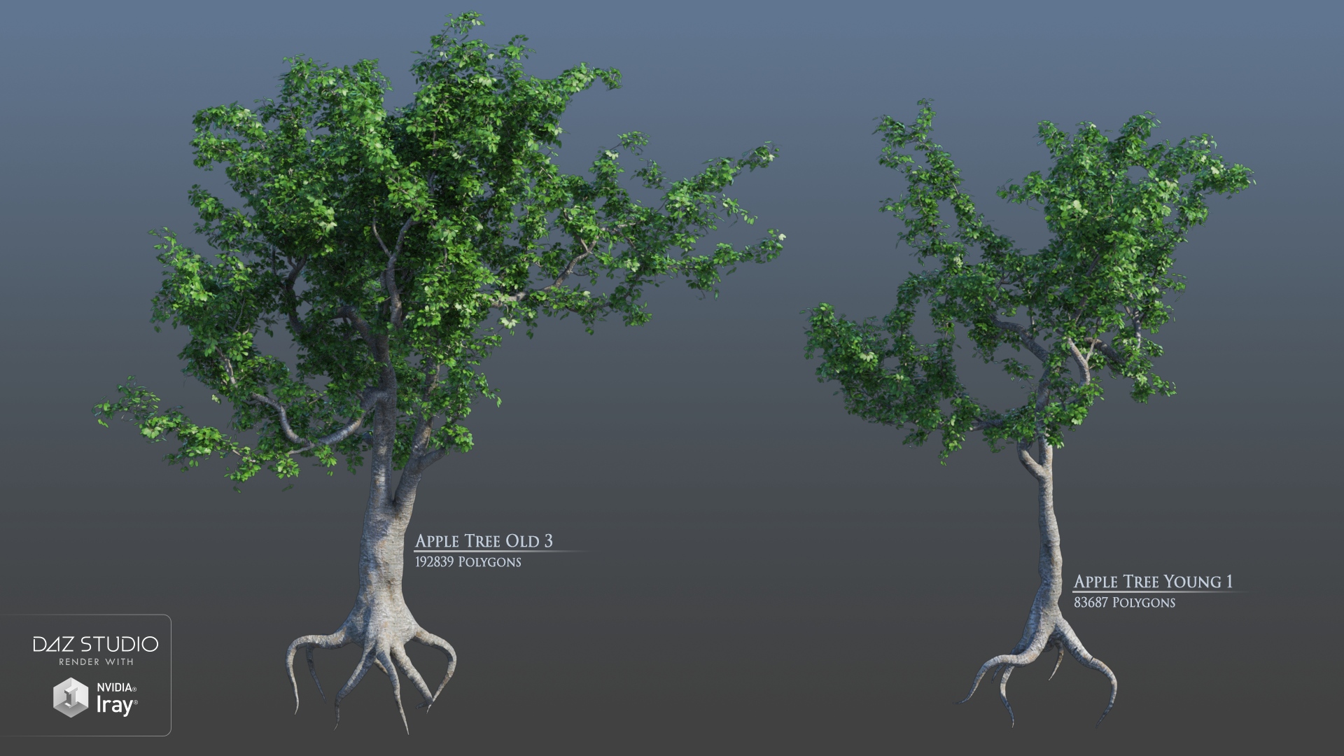 European Trees | Daz 3D