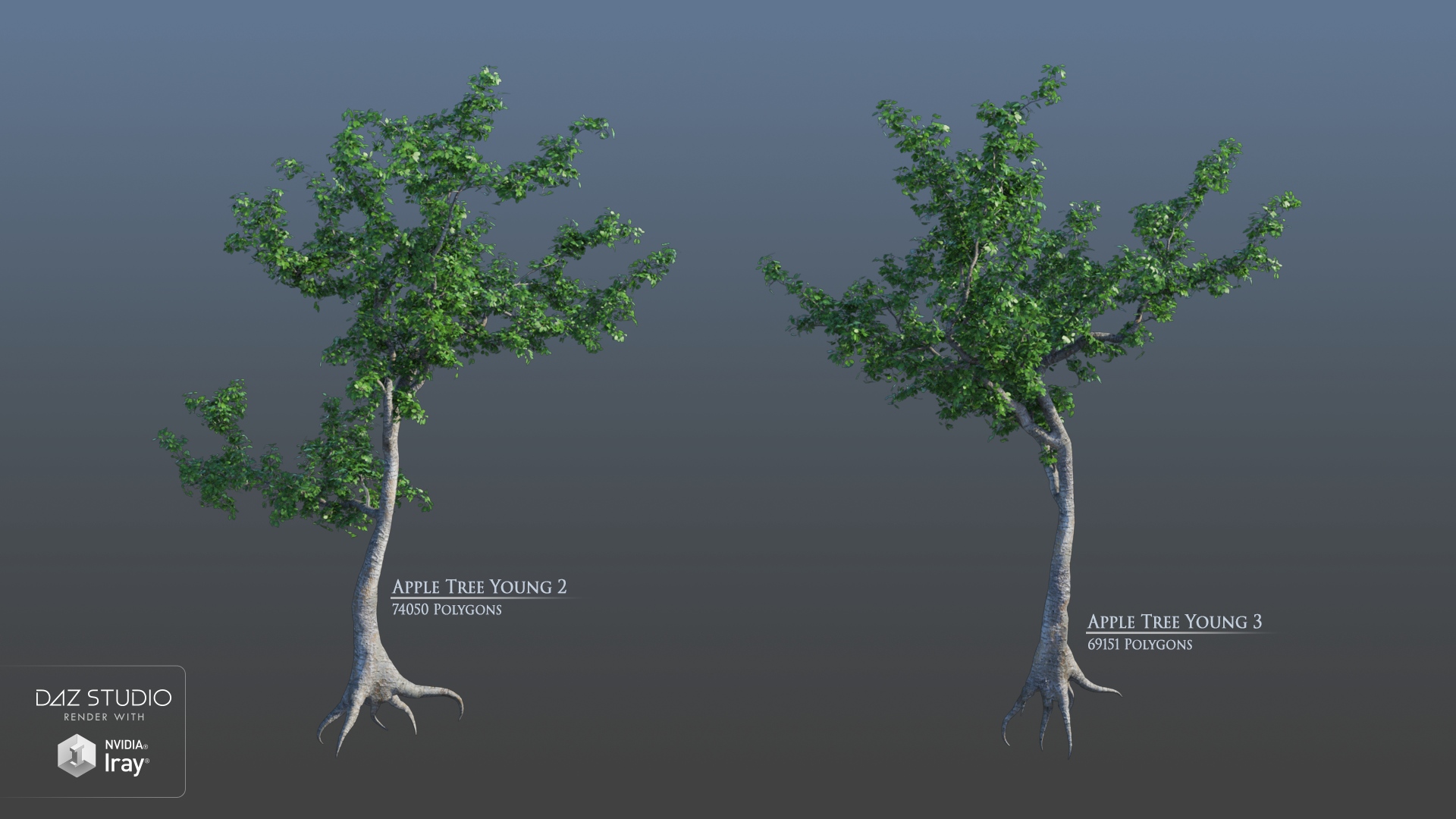 European Trees | Daz 3D